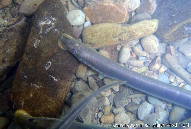 La petite Lamproie, une première reproduction en milieu contrôlé au ...