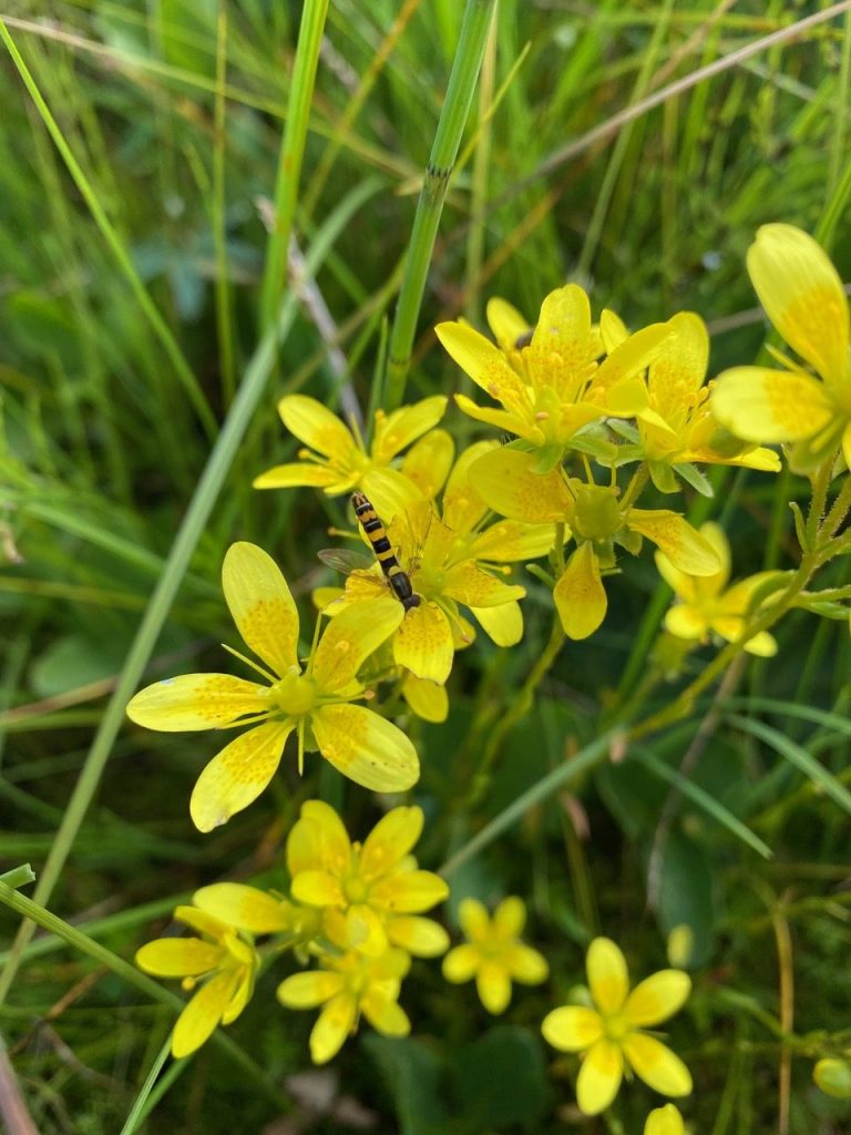 Réintroduction de la Saxifrage-œil-de-bouc sur le massif juras-sien ...