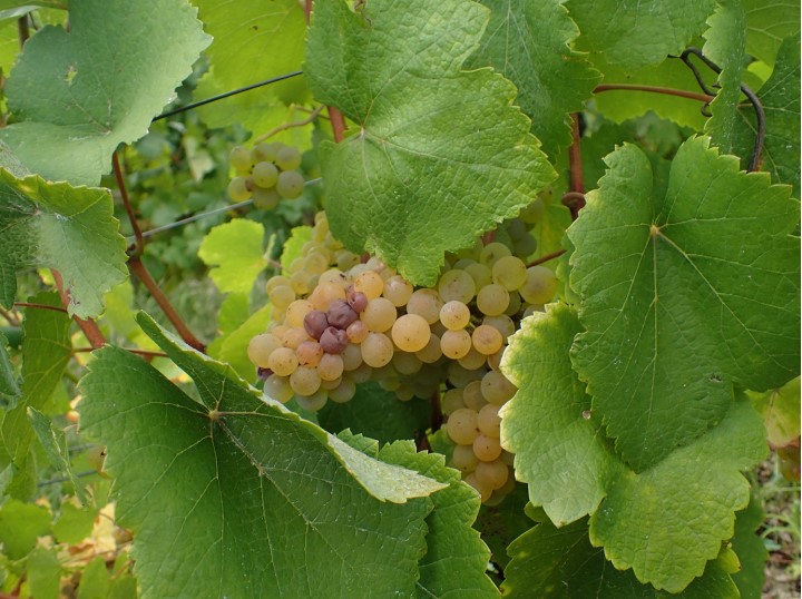 Savagnin et vin jaune, une histoire à déconstruire… | SHND