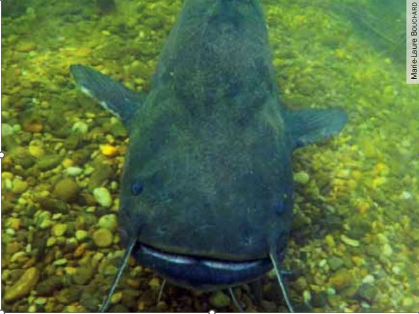 Une espèce en expansion : le silure glane | SHND