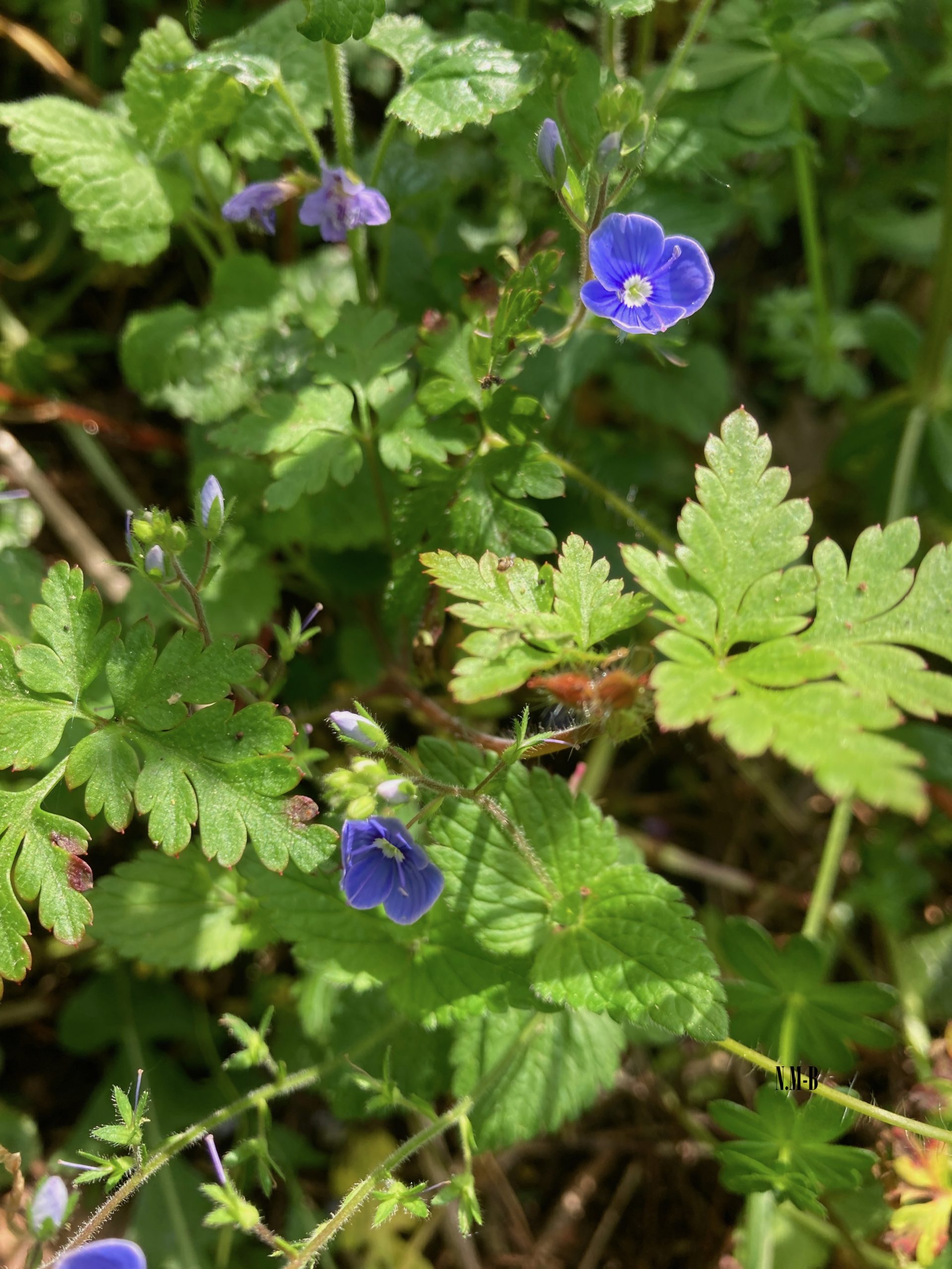 Veronique petit chène | SHND