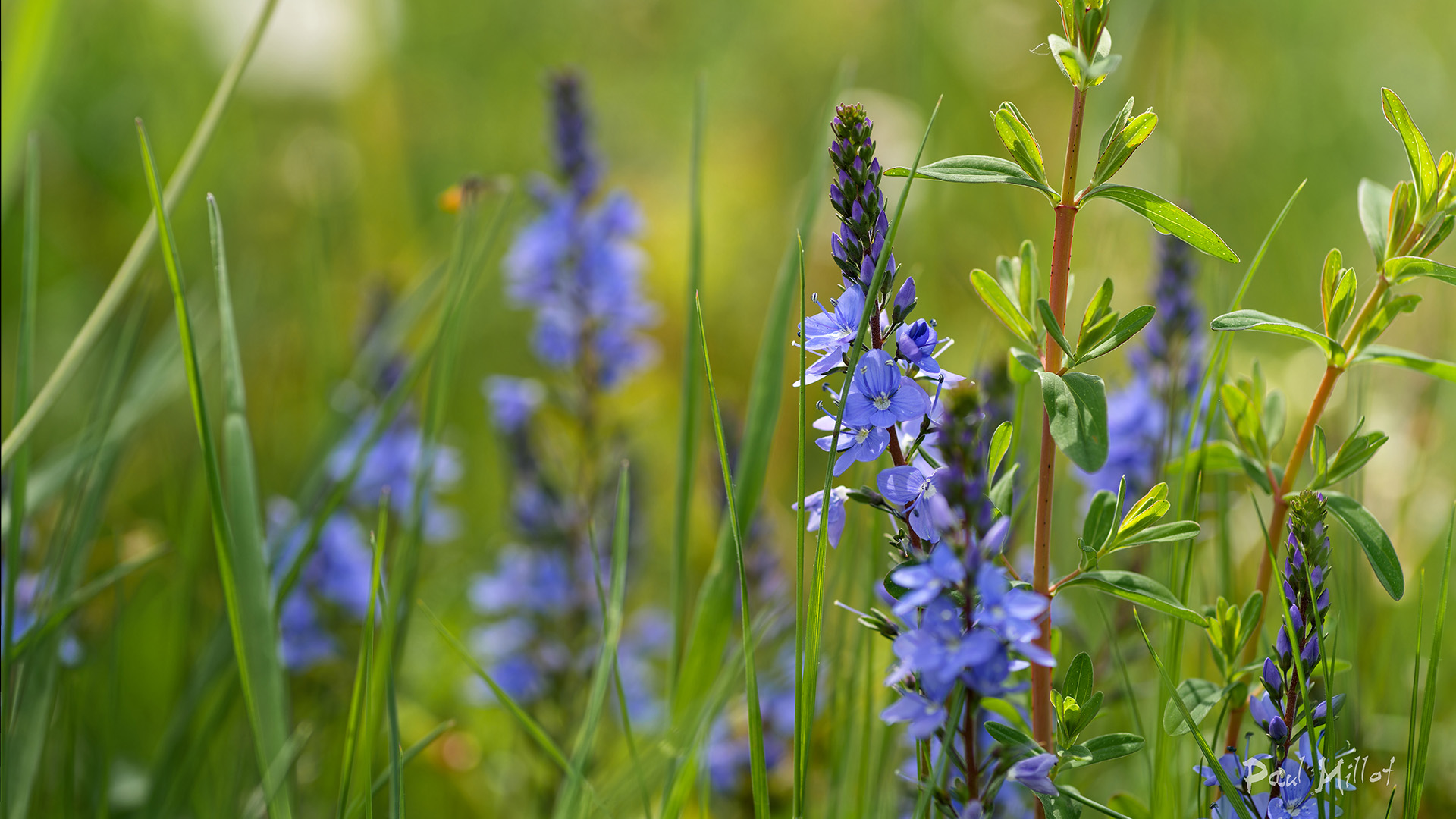 veronica officinalis | SHND